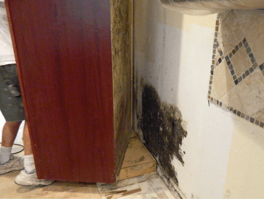 What To Know About Mold in Florida Kitchens | TCB EnviroCorp | Blog
