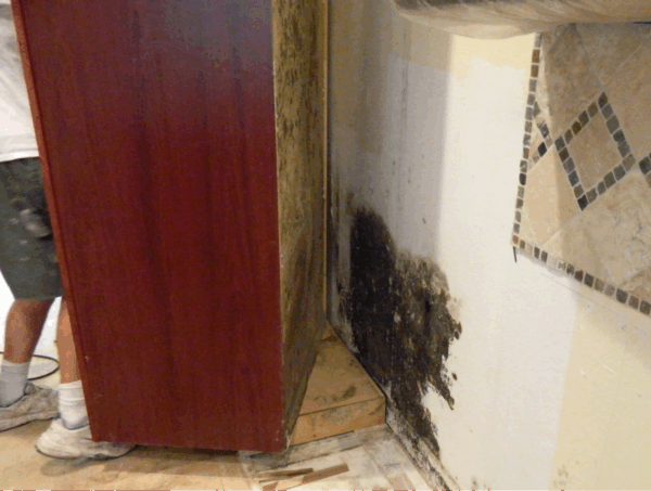 What To Know About Mold in Florida Kitchens | TCB EnviroCorp | Blog